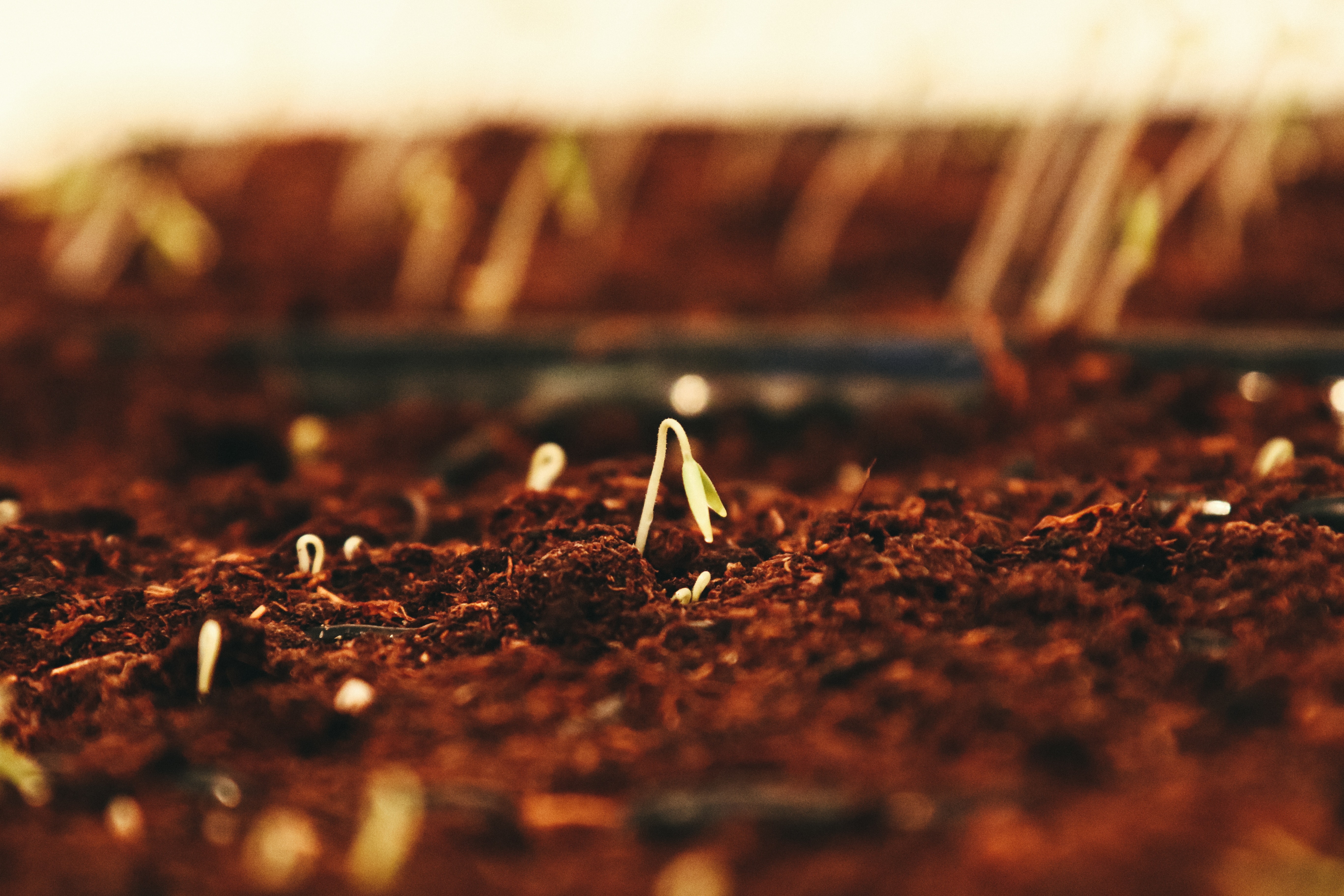 “Peacemakers who sow in peace?” Why our attitude matters. - PeaceWise